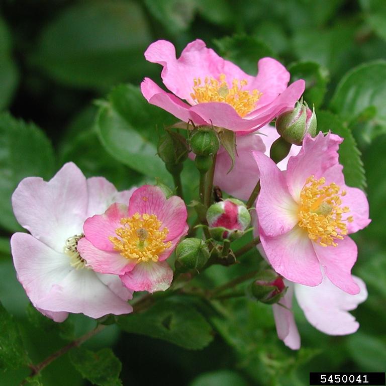 multiflora rose (Rosa multiflora)