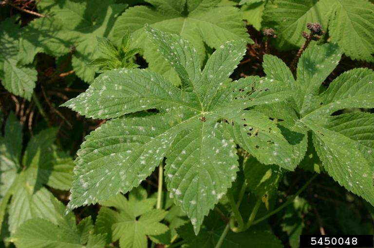 hooked hair hops (Humulus japonicus Siebold & Zucc.)