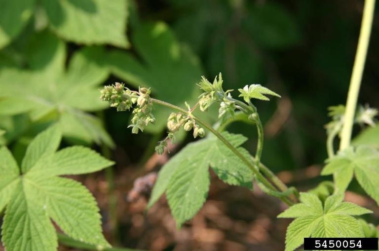 hooked hair hops (Humulus japonicus Siebold & Zucc.)