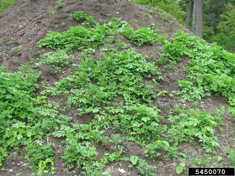 hooked hair hops (Humulus japonicus Siebold & Zucc.)