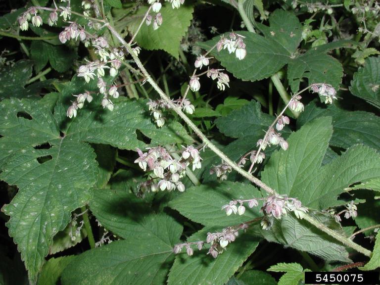 hooked hair hops (Humulus japonicus Siebold & Zucc.)