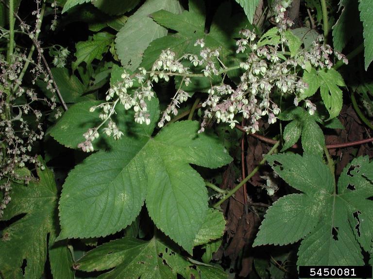 hooked hair hops (Humulus japonicus Siebold & Zucc.)