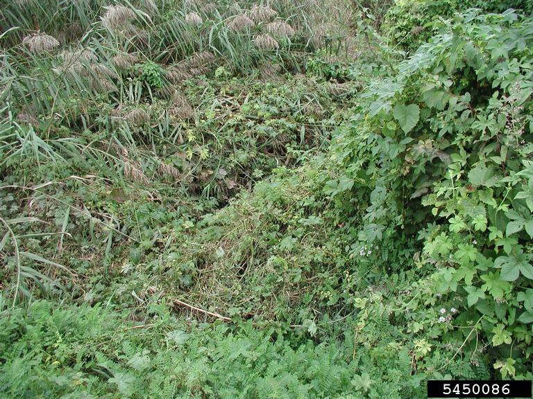 hooked hair hops (Humulus japonicus Siebold & Zucc.)