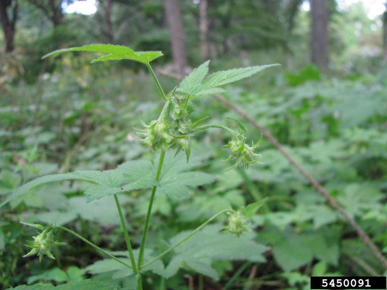 hooked hair hops (Humulus japonicus Siebold & Zucc.)