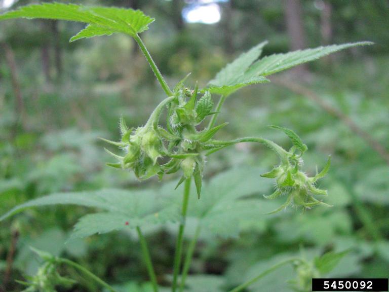 Japanese hop, Humulus japonicus (Urticales: Cannabaceae) - 5450092