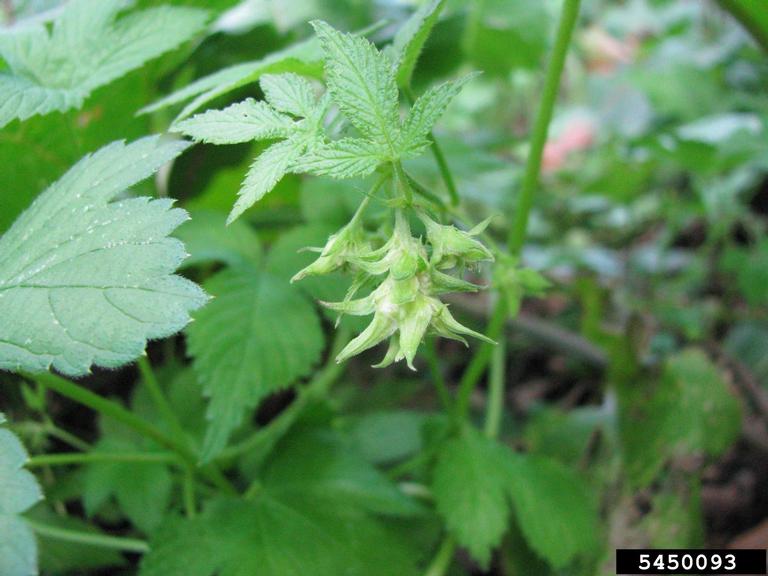 hooked hair hops (Humulus japonicus Siebold & Zucc.)