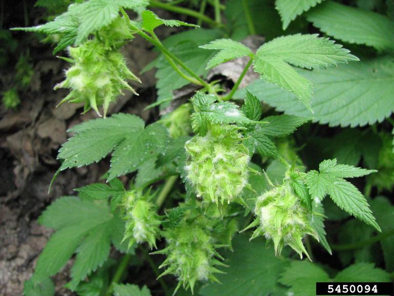 hooked hair hops (Humulus japonicus Siebold & Zucc.)