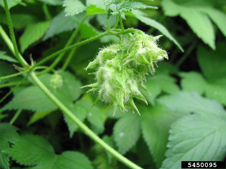hooked hair hops (Humulus japonicus Siebold & Zucc.)
