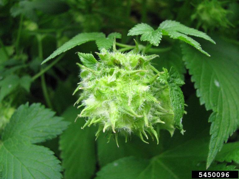 hooked hair hops (Humulus japonicus Siebold & Zucc.)