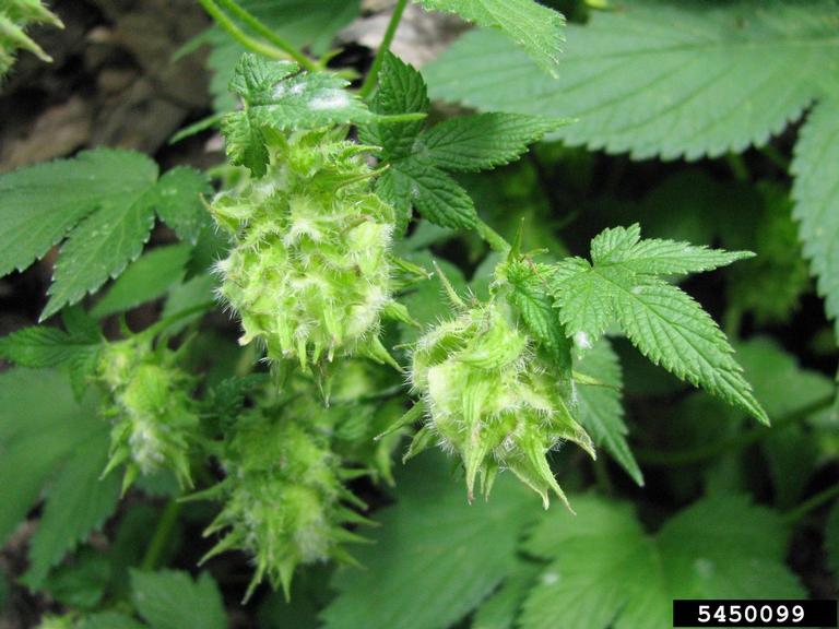 hooked hair hops (Humulus japonicus Siebold & Zucc.)