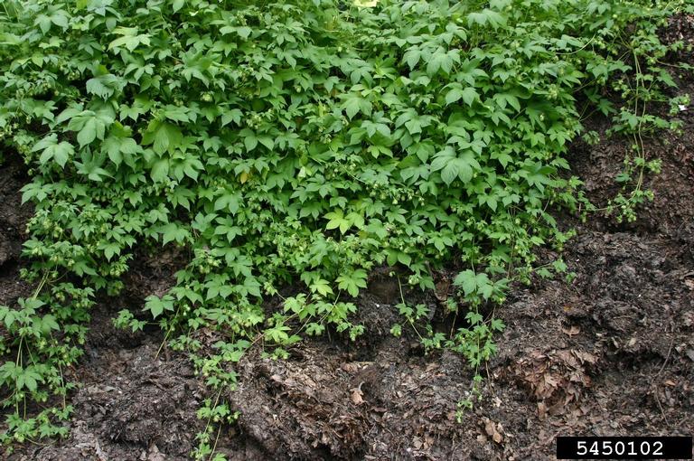 hooked hair hops (Humulus japonicus Siebold & Zucc.)