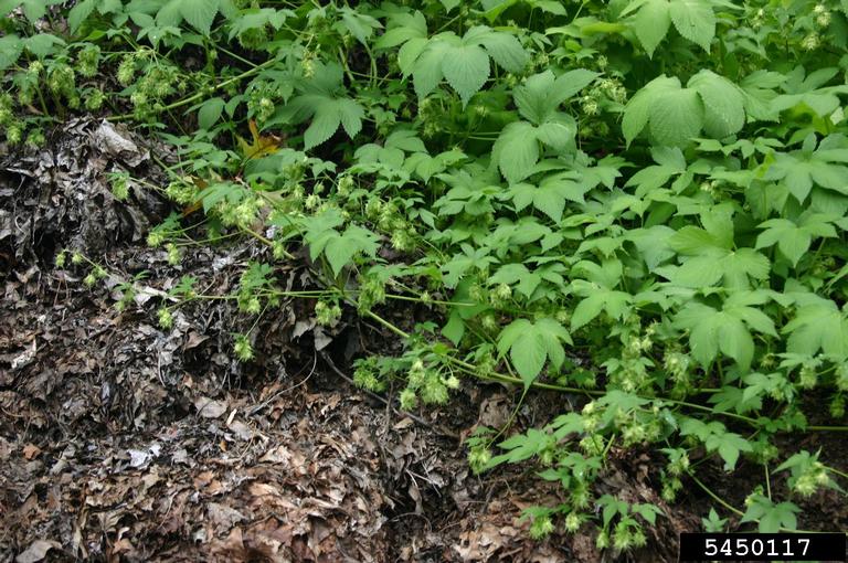 hooked hair hops (Humulus japonicus Siebold & Zucc.)
