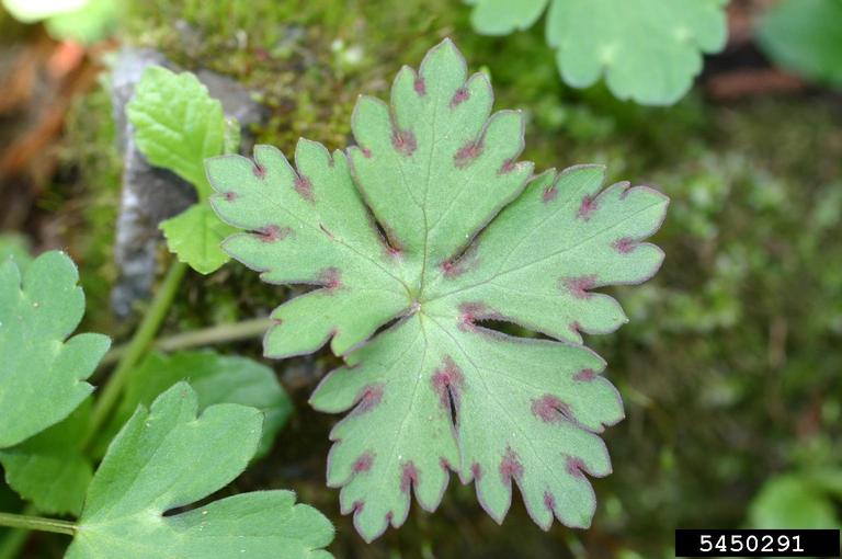Thunberg's geranium (Geranium thunbergii)