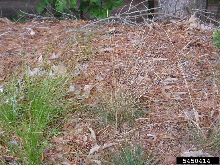 hair fescue (Festuca filiformis Pourr.)