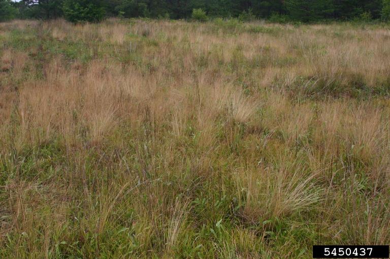 hair fescue (Festuca filiformis Pourr.)