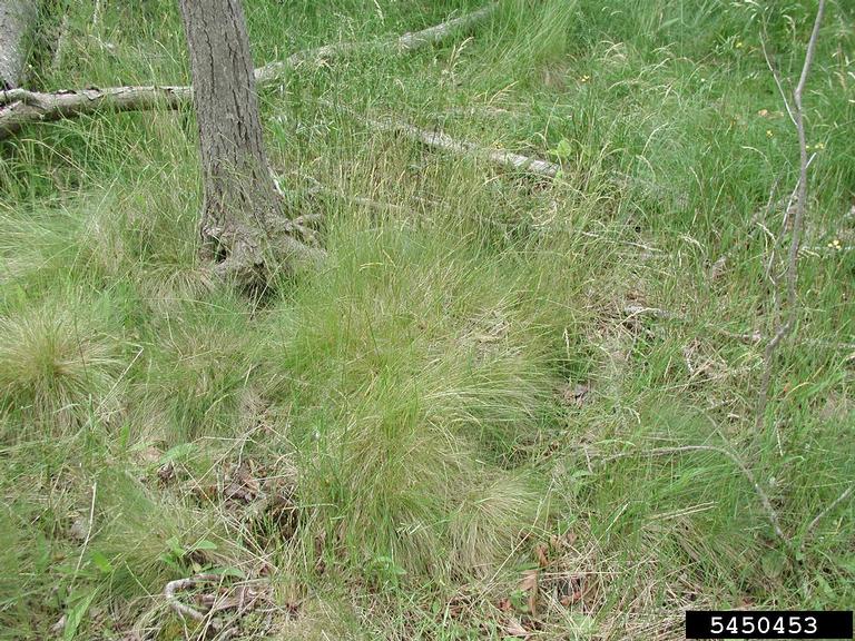 hair fescue (Festuca filiformis Pourr.)