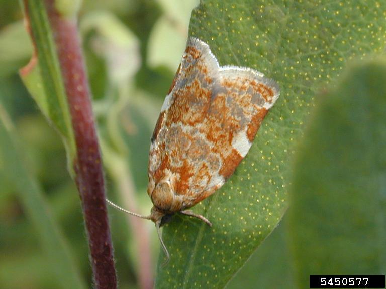 fruittree leafroller (Archips argyrospila (Walker, 1863))