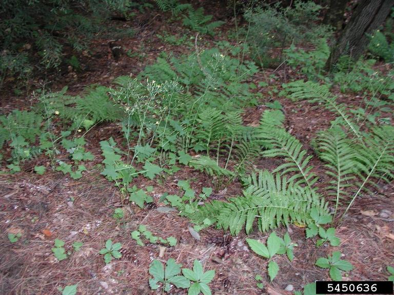 wall lettuce (Cicerbita muralis)