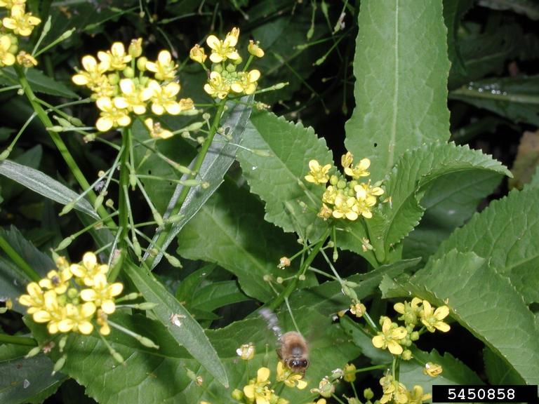 amphibious yellowcress (Rorippa amphibia (L.) Besser)