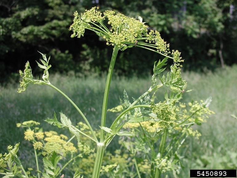 wild parsnip (Pastinaca sativa L.)