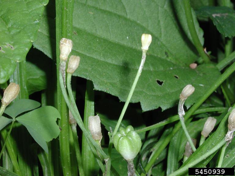 star-of-Bethlehem (Ornithogalum umbellatum L.)