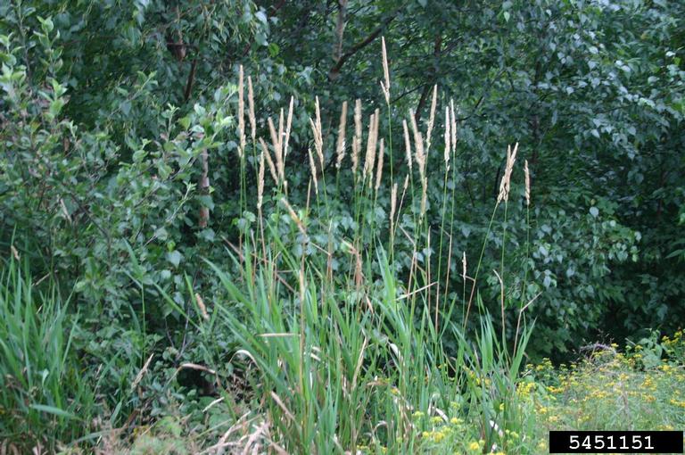 reed canarygrass (Phalaris arundinacea L.)