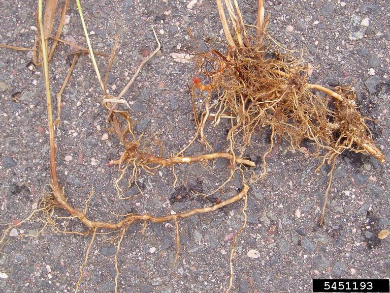 reed canarygrass (Phalaris arundinacea L.)