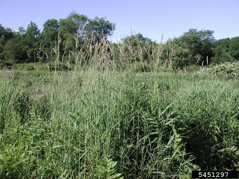 reed canarygrass (Phalaris arundinacea L.)