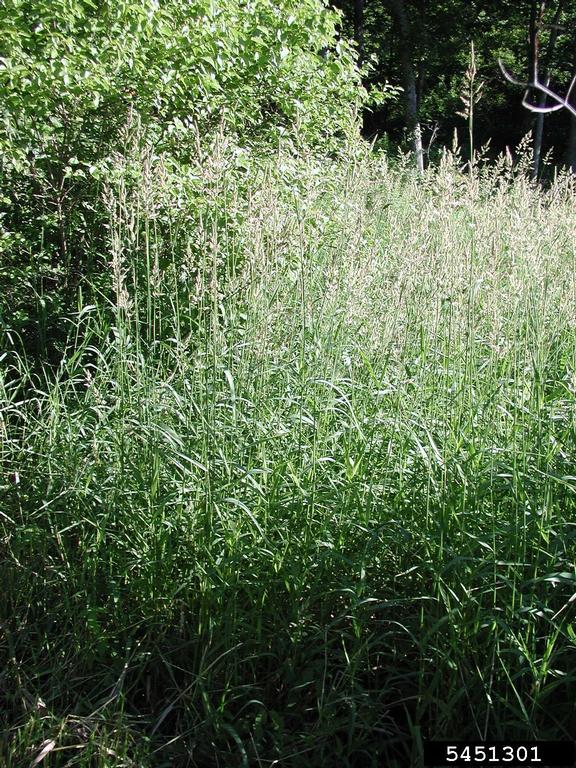 reed canarygrass (Phalaris arundinacea L.)