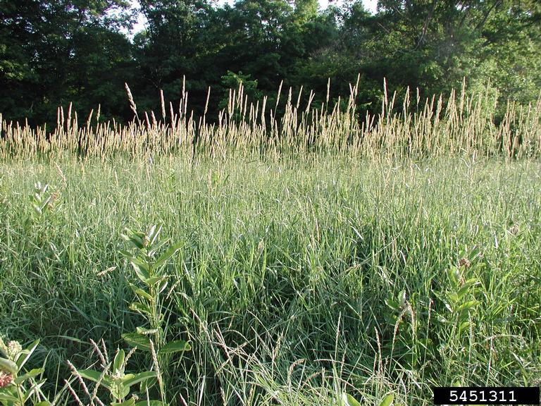 reed canarygrass (Phalaris arundinacea L.)