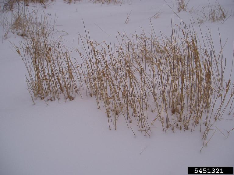 reed canarygrass (Phalaris arundinacea L.)