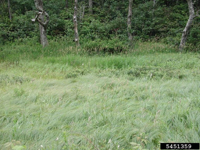 reed canarygrass (Phalaris arundinacea L.)