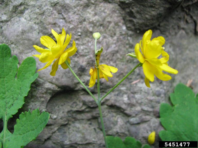 greater celandine (Chelidonium majus L.)