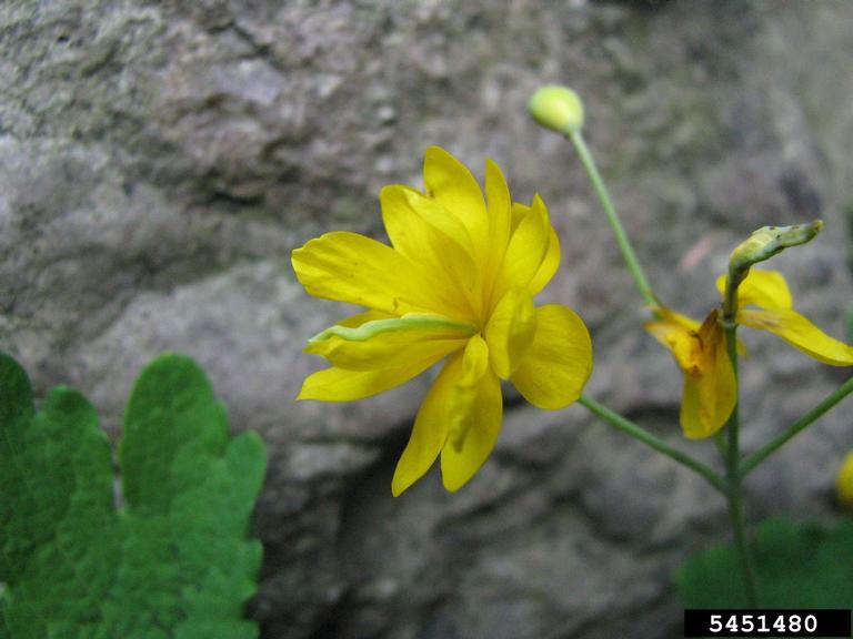 greater celandine (Chelidonium majus L.)