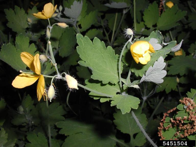 greater celandine (Chelidonium majus L.)