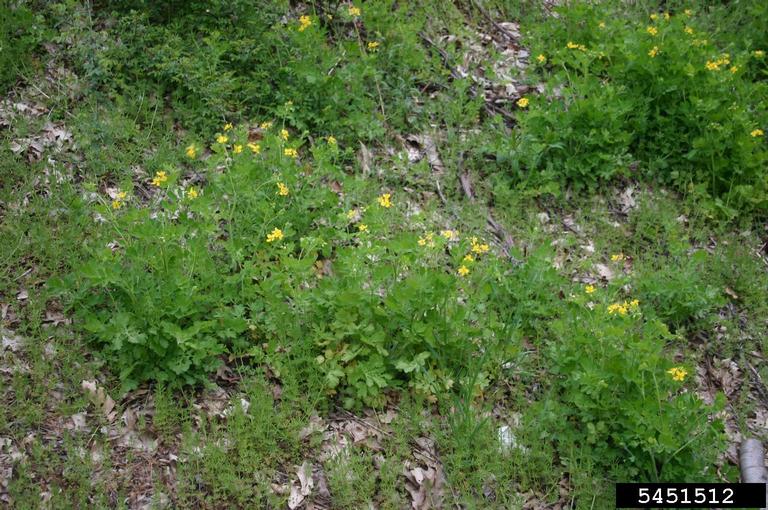 greater celandine (Chelidonium majus L.)