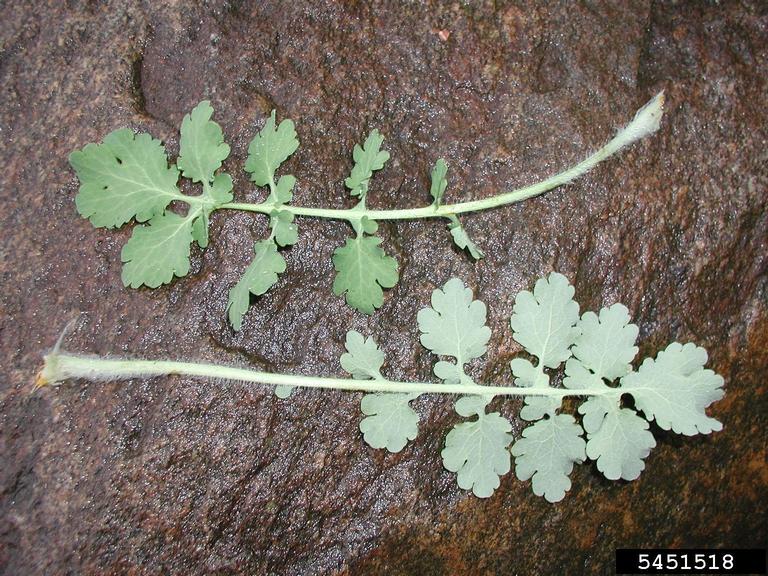 greater celandine (Chelidonium majus L.)