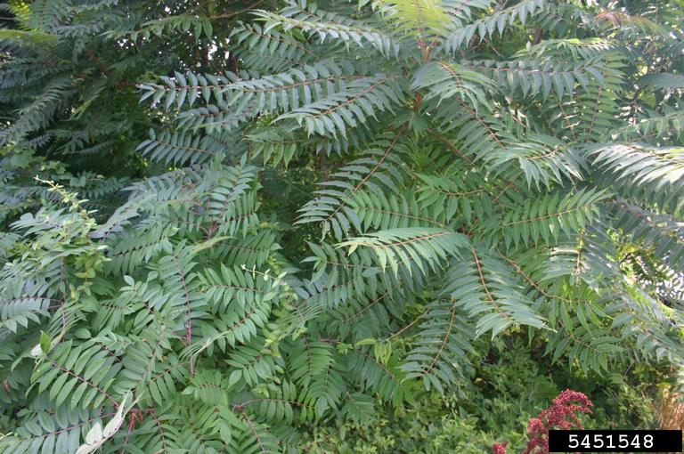 tree-of-heaven (Ailanthus altissima (P. Mill.) Swingle)