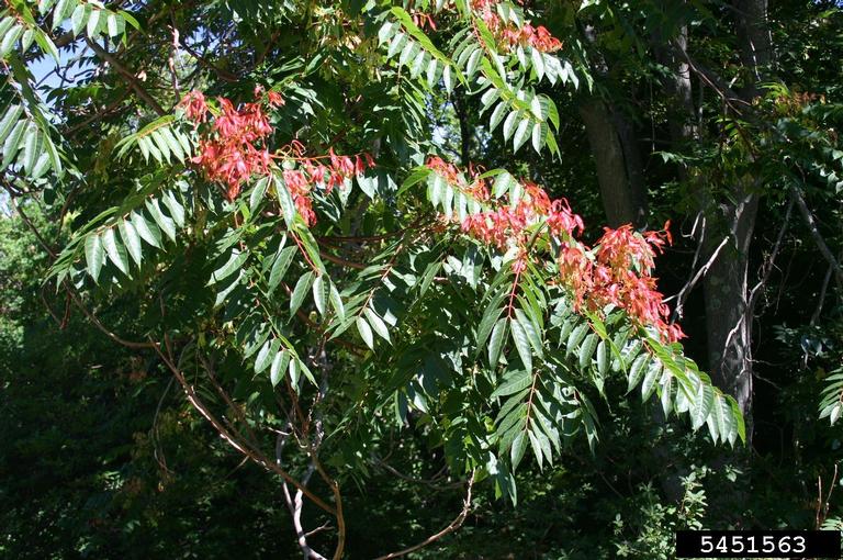 tree-of-heaven (Ailanthus altissima (P. Mill.) Swingle)