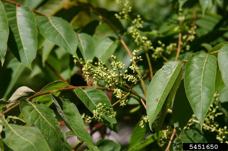 tree-of-heaven (Ailanthus altissima (P. Mill.) Swingle)