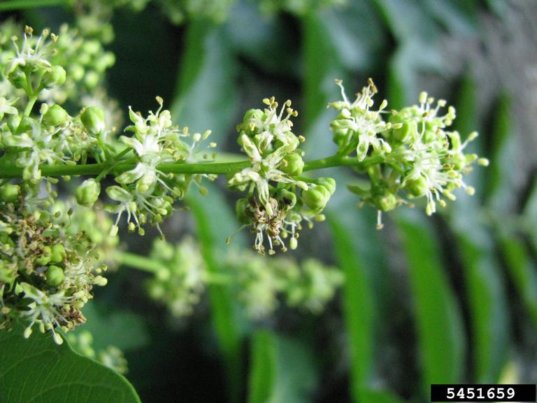 tree-of-heaven (Ailanthus altissima (P. Mill.) Swingle)