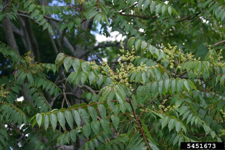 tree-of-heaven (Ailanthus altissima (P. Mill.) Swingle)