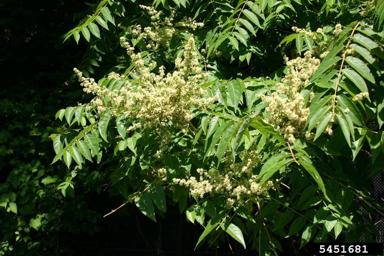tree-of-heaven (Ailanthus altissima (P. Mill.) Swingle)