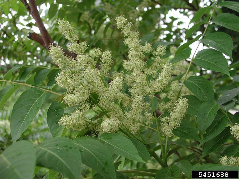 tree-of-heaven (Ailanthus altissima (P. Mill.) Swingle)