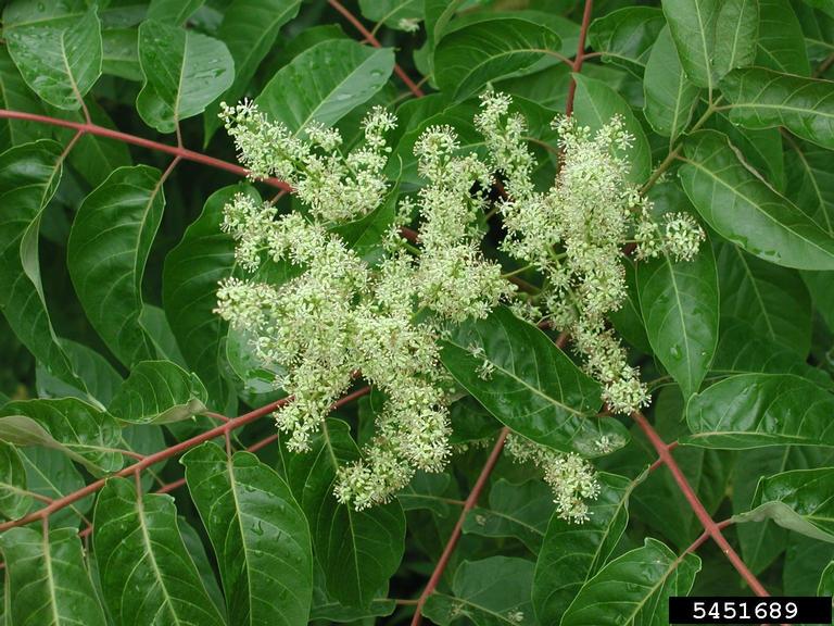 tree-of-heaven (Ailanthus altissima (P. Mill.) Swingle)