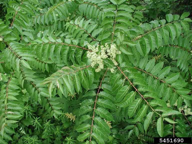 tree-of-heaven (Ailanthus altissima (P. Mill.) Swingle)