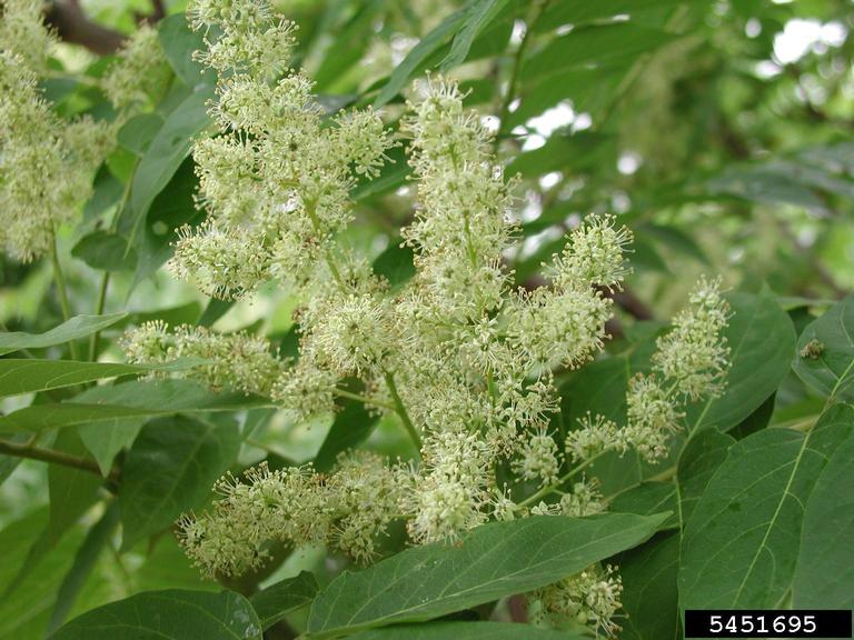 tree-of-heaven (Ailanthus altissima (P. Mill.) Swingle)