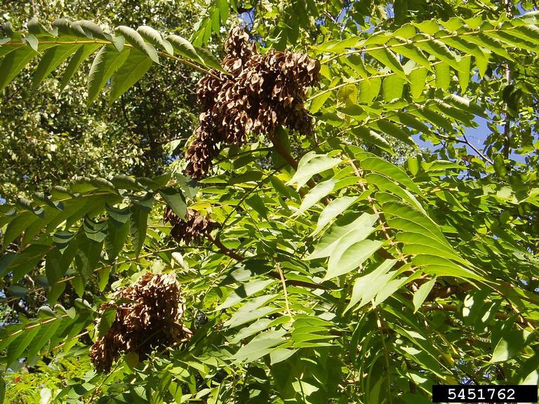 tree-of-heaven (Ailanthus altissima (P. Mill.) Swingle)