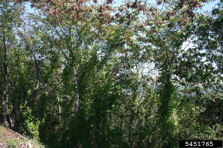 tree-of-heaven (Ailanthus altissima (P. Mill.) Swingle)
