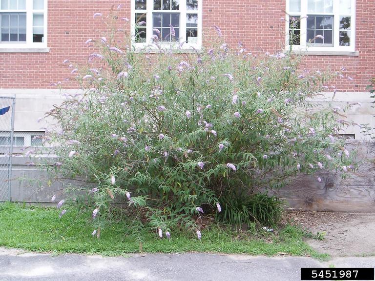 butterflybush (Buddleja davidii Franch.)